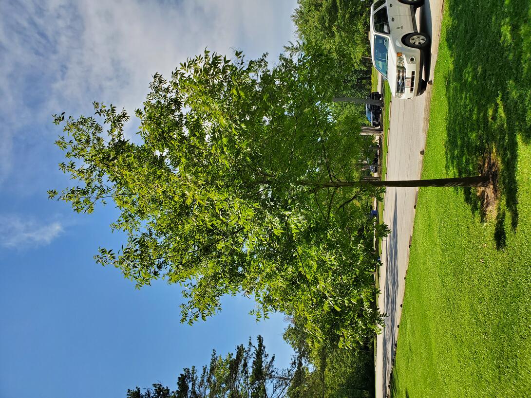 Bitternut Hickory | CMP Tree Selection Tool